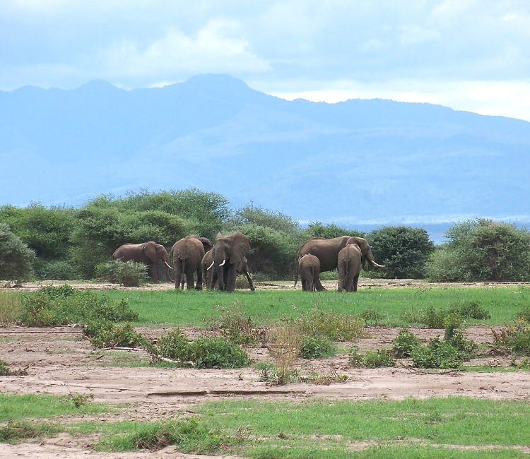 Lake Manyara National Park | Tommy Tours and Safaris Ltd.